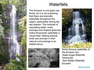 Rainforest virtual field trip | PPT