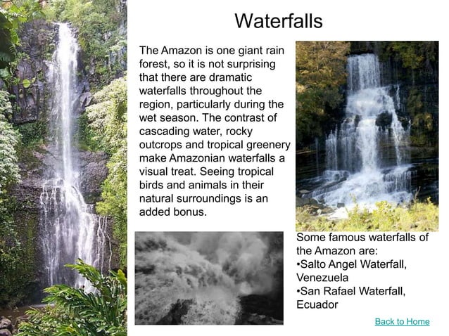 Rainforest virtual field trip | PPT