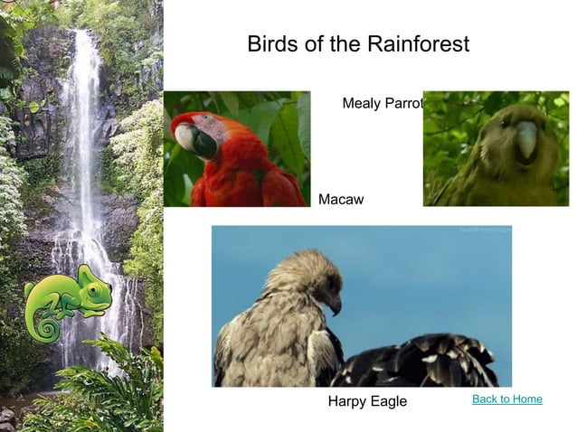 Rainforest virtual field trip | PPT