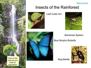 Rainforest virtual field trip | PPT