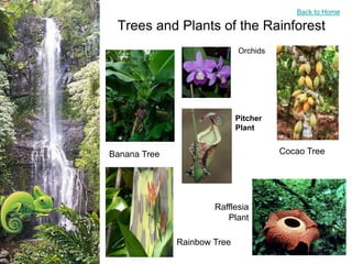 Rainforest virtual field trip | PPT