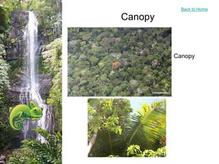 Rainforest virtual field trip | PPT