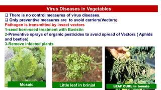 pest and disease management in vegetables during rainy season | PPTX