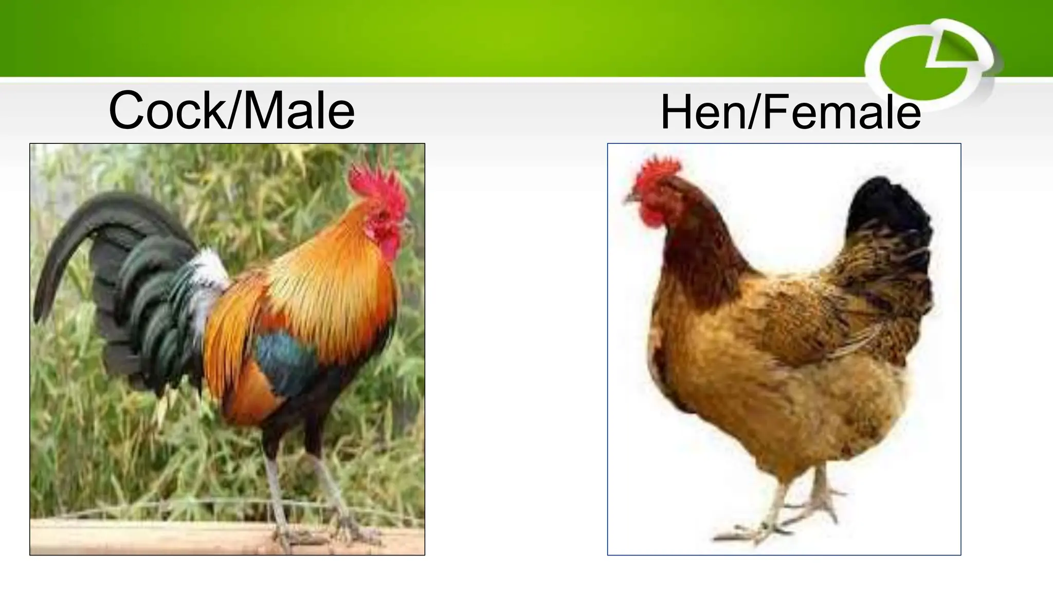 RAISE-ORGANIC-CHICKEN.pptx-final-to-discuss-today.pptx