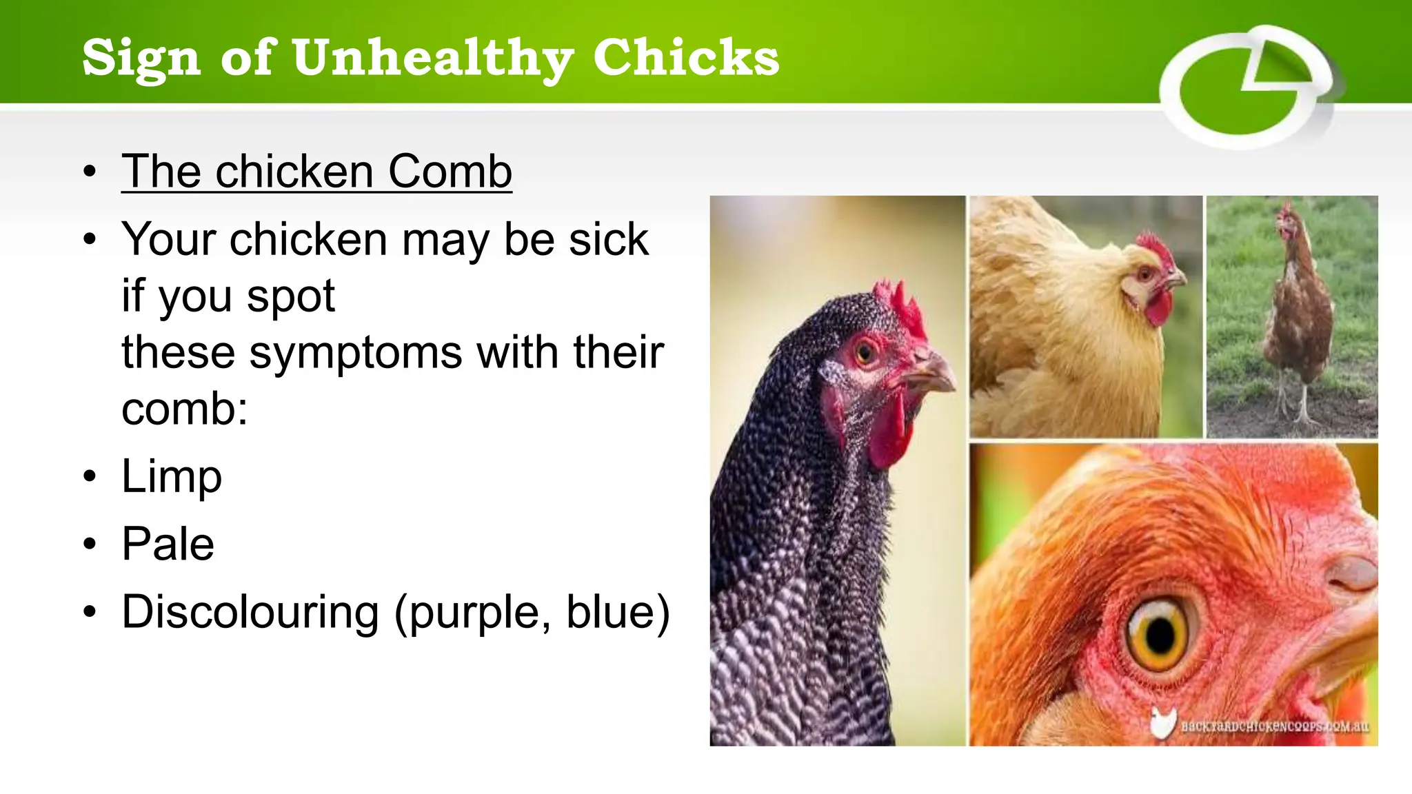 RAISE-ORGANIC-CHICKEN.pptx-final-to-discuss-today.pptx