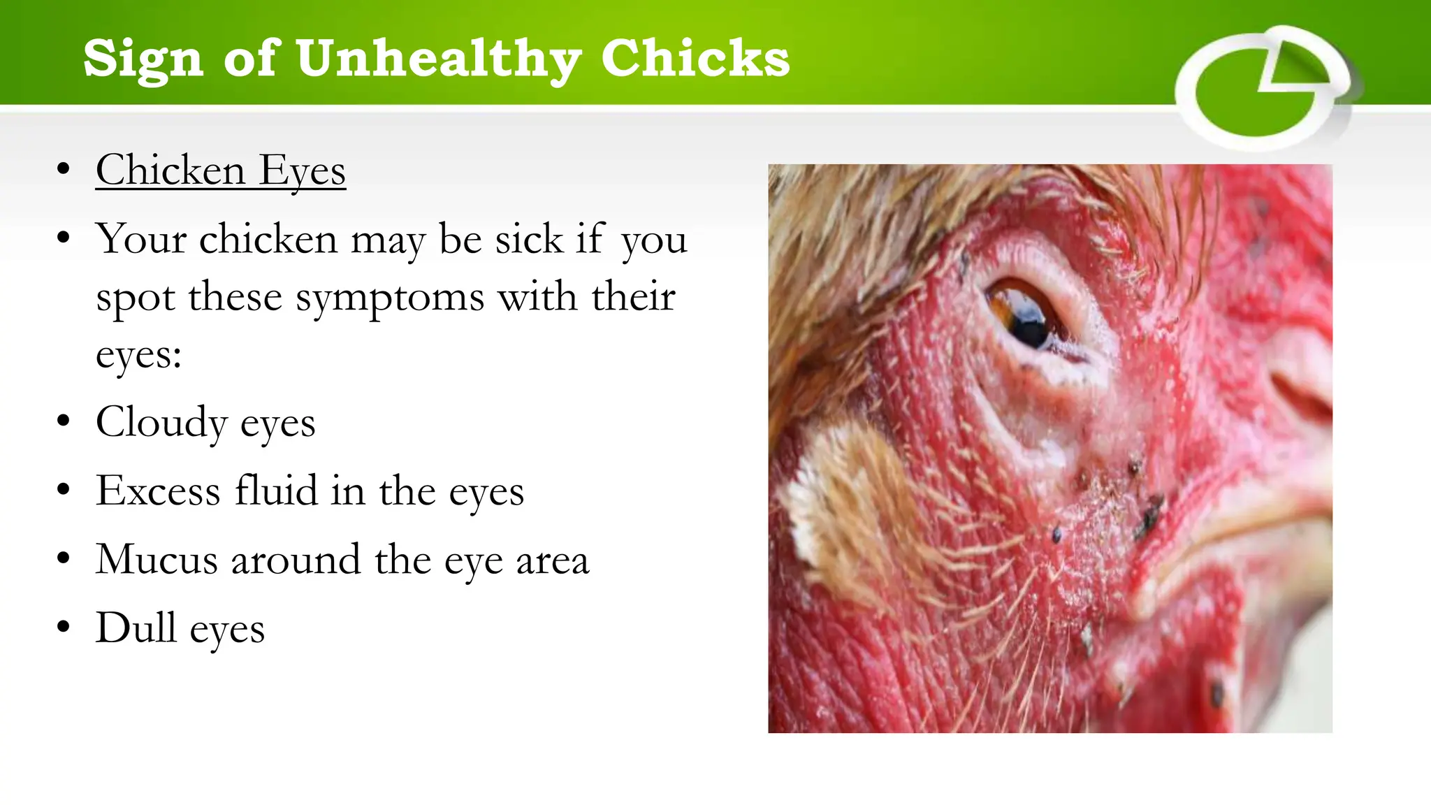 RAISE-ORGANIC-CHICKEN.pptx-final-to-discuss-today.pptx