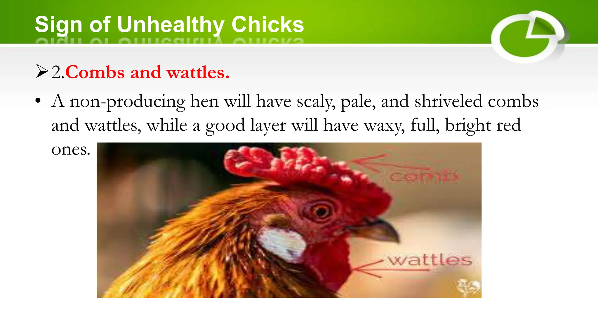 RAISE-ORGANIC-CHICKEN.pptx-final-to-discuss-today.pptx