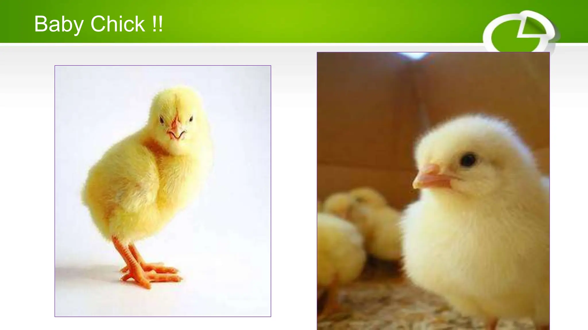 RAISE-ORGANIC-CHICKEN.pptx-final-to-discuss-today.pptx