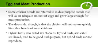 RAISE-ORGANIC-CHICKEN.pptx-final-to-discuss-today.pptx