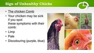 RAISE-ORGANIC-CHICKEN.pptx-final-to-discuss-today.pptx