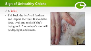 RAISE-ORGANIC-CHICKEN.pptx-final-to-discuss-today.pptx
