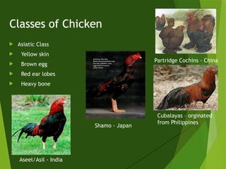 Raise-Organic-Chicken.Breeds of Chicken: Its Origin and Classes.pptx