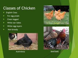 Raise-Organic-Chicken.Breeds of Chicken: Its Origin and Classes.pptx