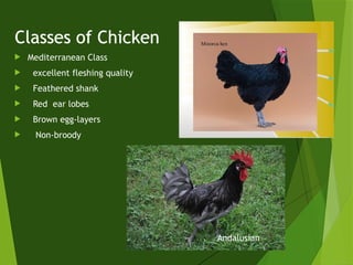 Raise-Organic-Chicken.Breeds of Chicken: Its Origin and Classes.pptx