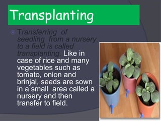 Raising crops | PPTX | Agriculture | Industries