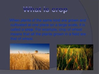 Raising crops | PPTX | Agriculture | Industries