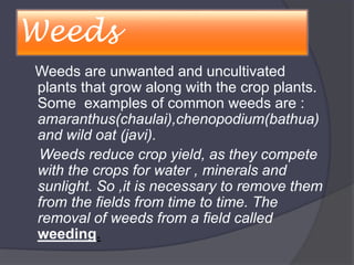 Raising crops | PPTX | Agriculture | Industries