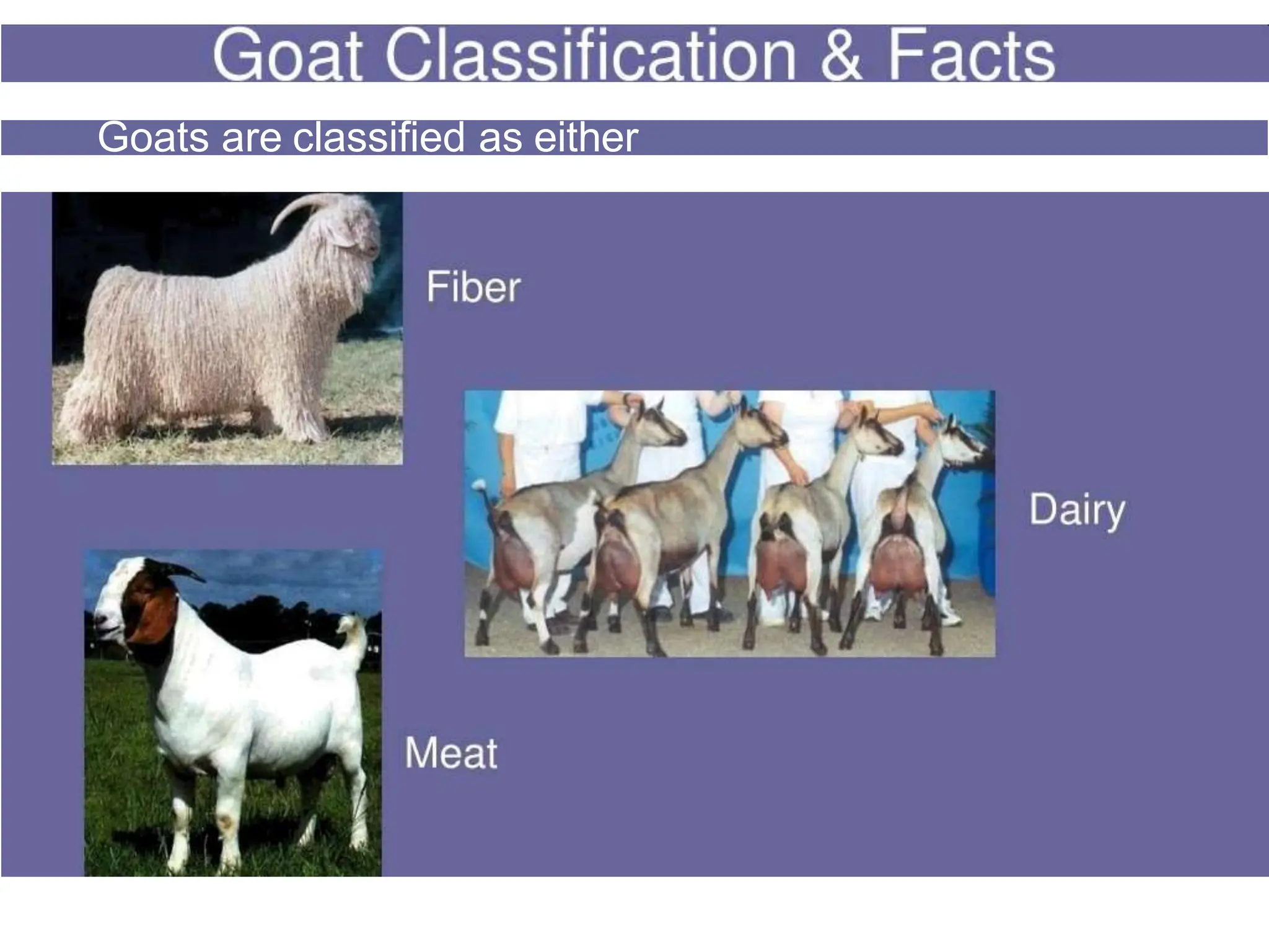 Raising Small Organic Ruminants (credits to the owner).pptx