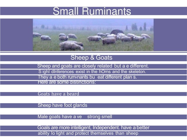 Raising Small Organic Ruminants (credits to the owner).pptx