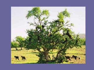 Raising Small Organic Ruminants (credits to the owner).pptx