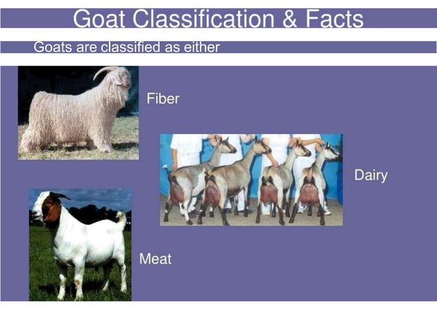 Raising Small Organic Ruminants (credits to the owner).pptx