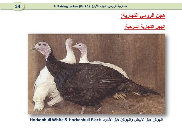 2- Raising turkey ( part 1) تربية الرومي الجزء الأول | PDF
