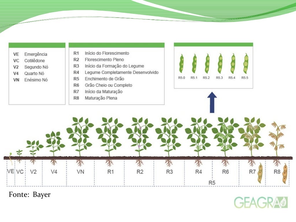 MORFOLOGIA E FENOLOGIA DA CULTURA DA SOJA