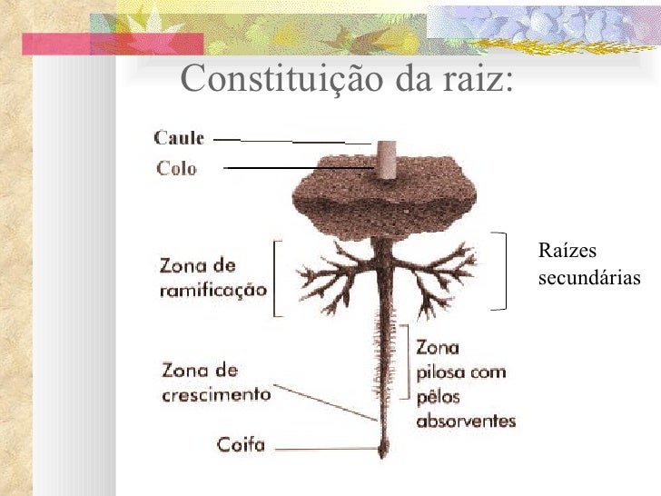 Quais As Funções E As Regiões Da Raiz? – TMBI
