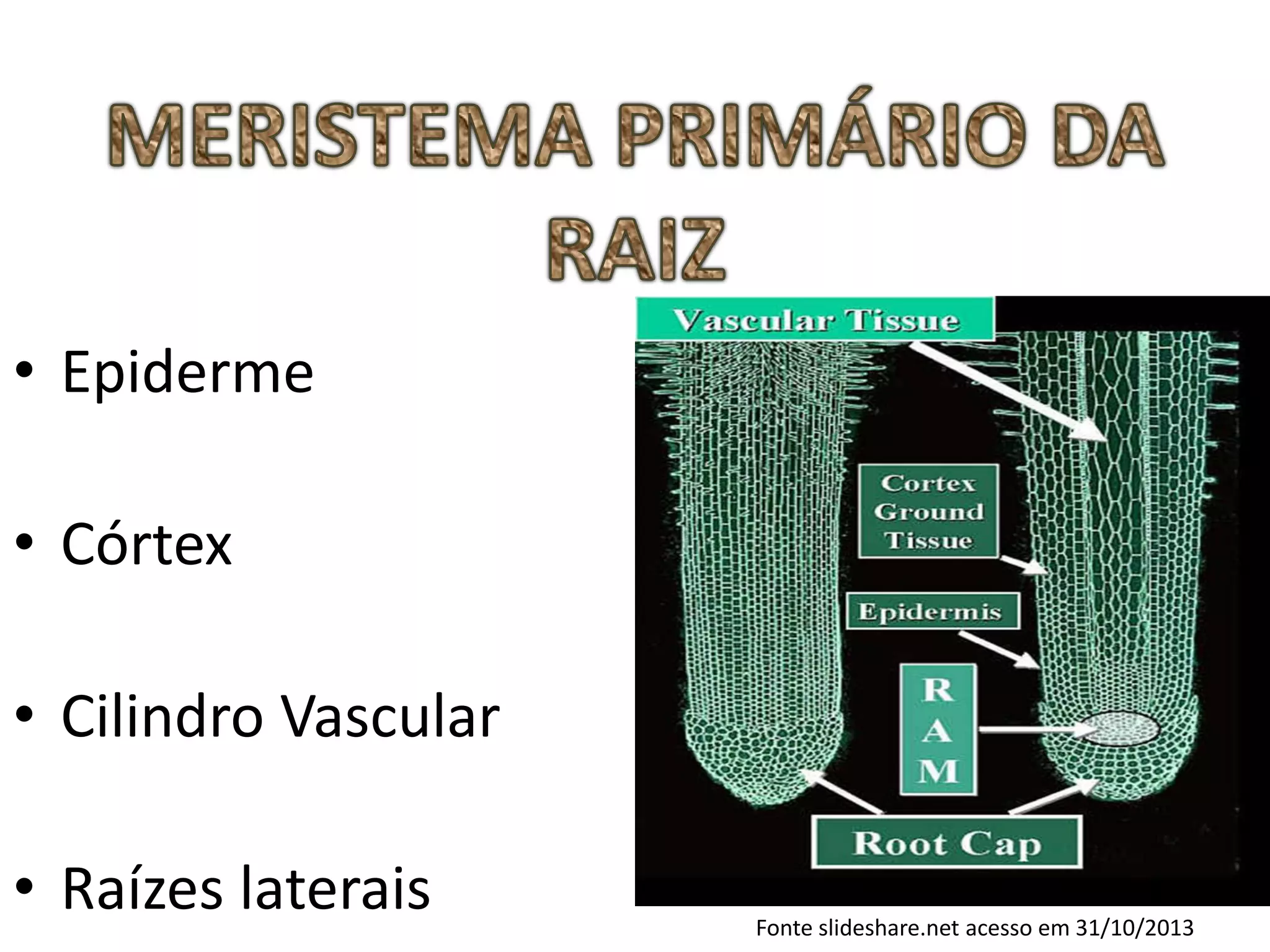 Raiz 1 anatomia | PPT