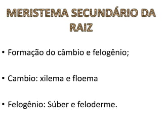 Raiz 1 anatomia | PDF