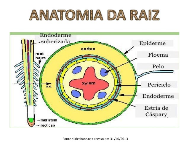 Raiz 1 anatomia