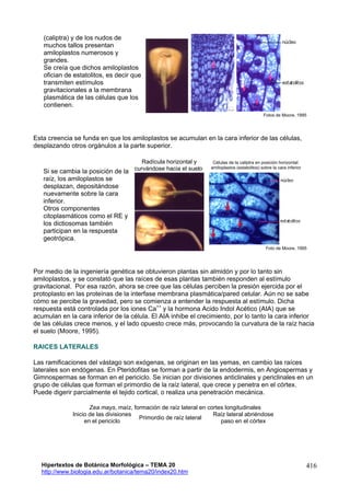 Raiz anatomia | PDF