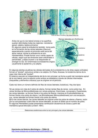 Raiz anatomia | PDF