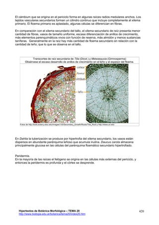 Raiz anatomia | PDF