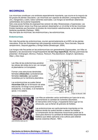 Raiz anatomia | PDF
