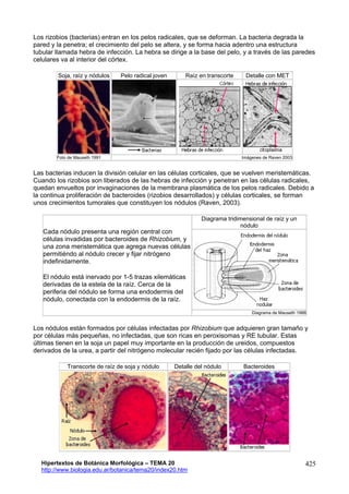 Raiz anatomia | PDF