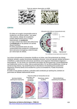 Raiz anatomia | PDF