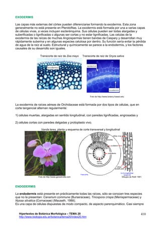 Raiz anatomia | PDF
