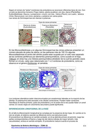 Raiz anatomia | PDF