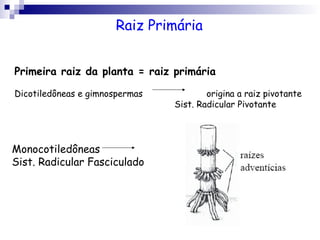 ANATOMIA VEGETAL RAIZ DAS ANGIOSPERMAS.ppt