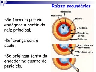 ANATOMIA VEGETAL RAIZ DAS ANGIOSPERMAS.ppt