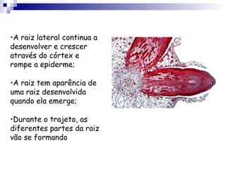 ANATOMIA VEGETAL RAIZ DAS ANGIOSPERMAS.ppt