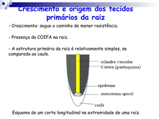 ANATOMIA VEGETAL RAIZ DAS ANGIOSPERMAS.ppt