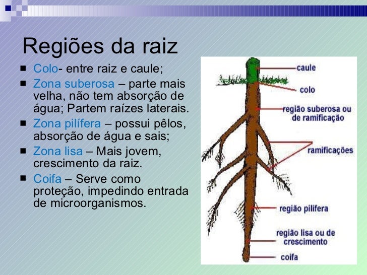 Raiz, caule e folha aula alex ppt