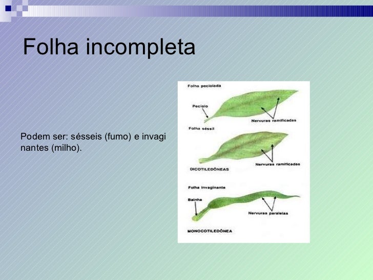 Raiz, caule e folha aula alex ppt