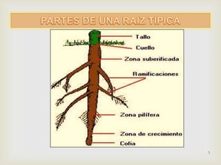 Raiz diapo | PPTX