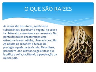 Raizes respiratorias | PPTX
