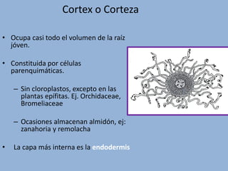 Raiz guia basica | PDF