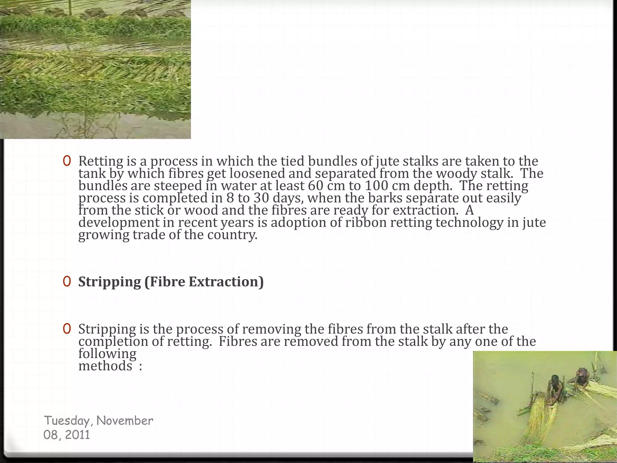 mesta fiber crop | PPTX