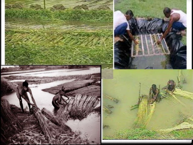 mesta fiber crop | PPTX | Agriculture | Industries